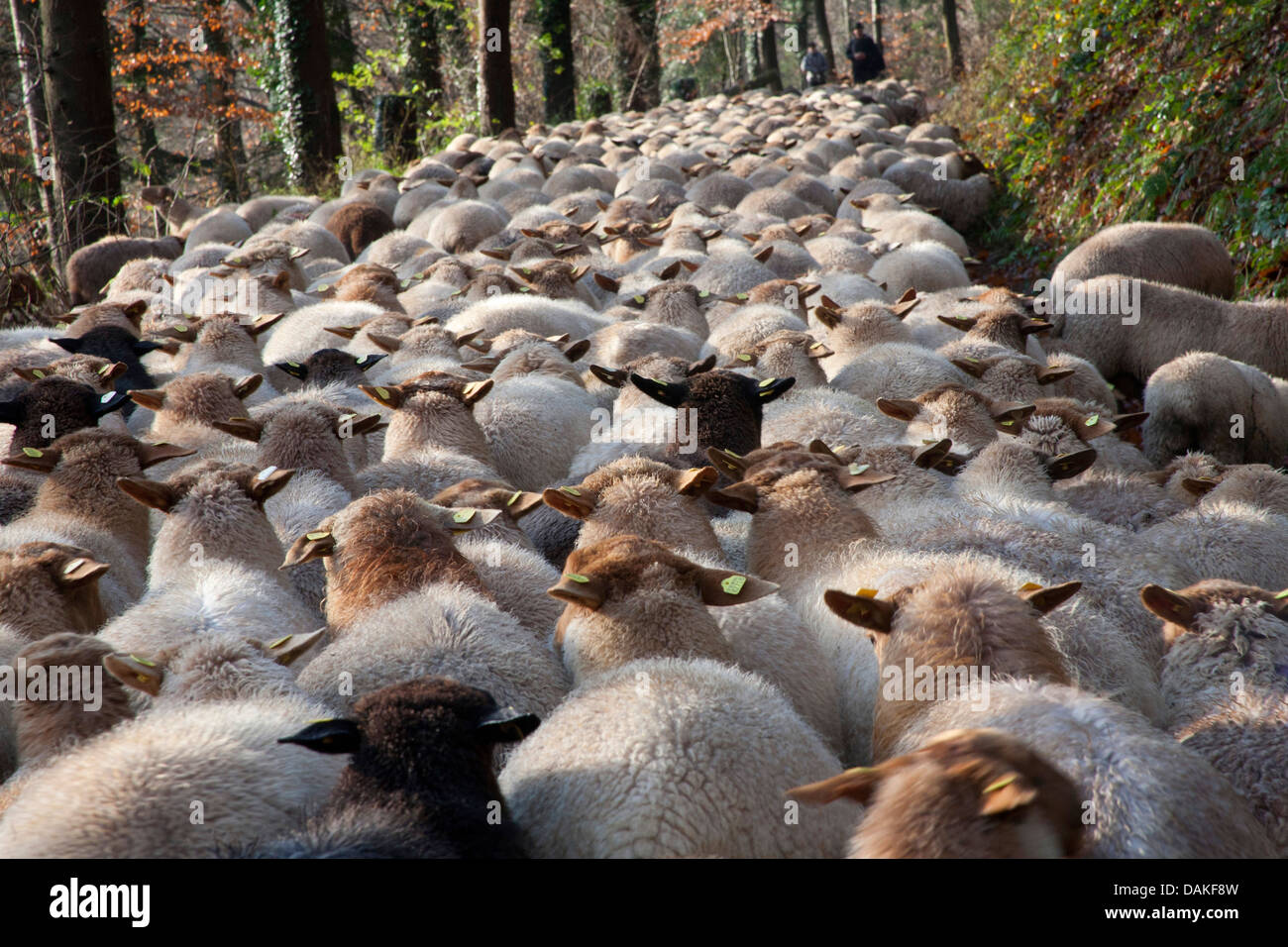 domestic sheep (Ovis ammon f. aries), flock of sheep walking on a path ...