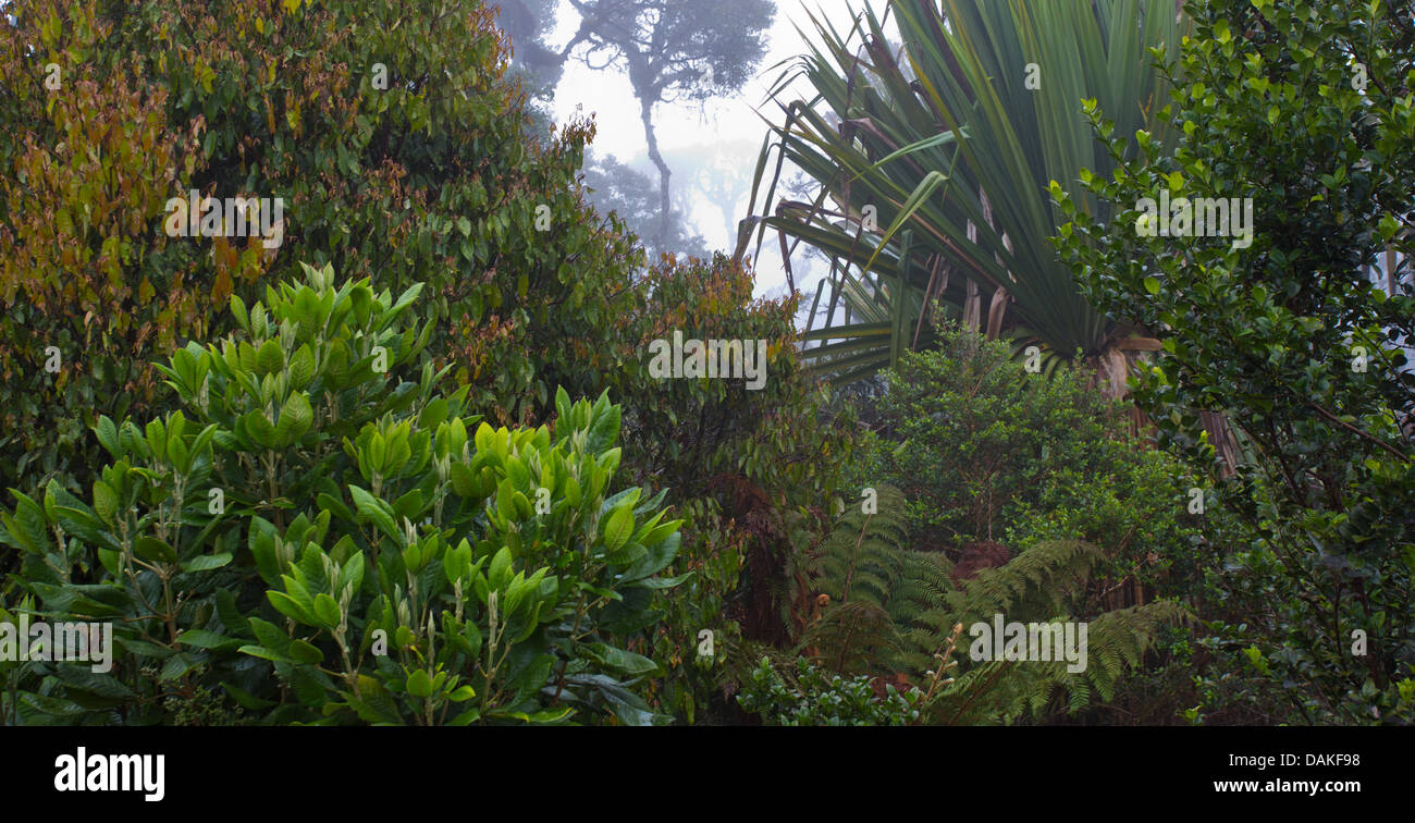 Forest trees png hi-res stock photography and images - Alamy