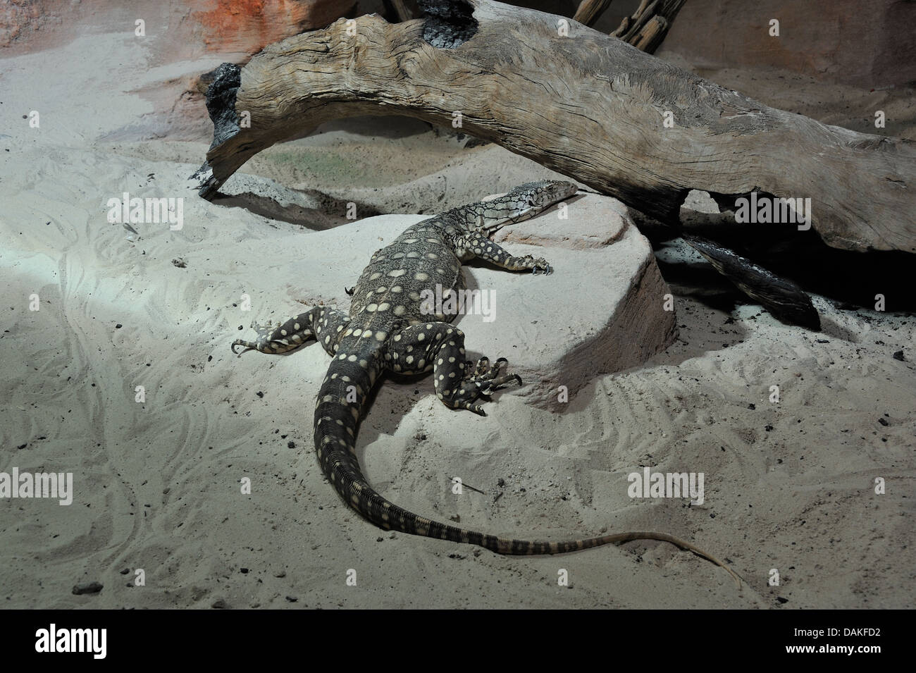 Perentie, the largest lizard in Australia, Varanus giganteus Stock ...