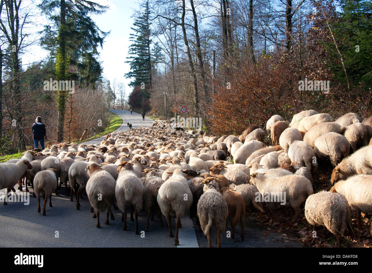 domestic sheep (Ovis ammon f. aries), flock of sheep walking on a path ...