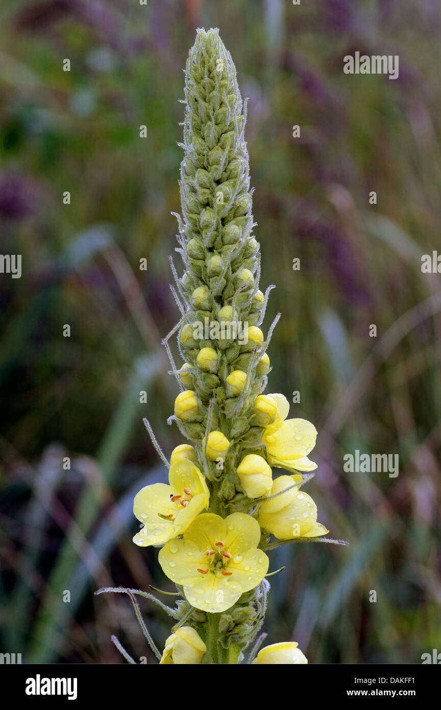 dense-flowered mullein, dense mullein (Verbascum densiflorum ...