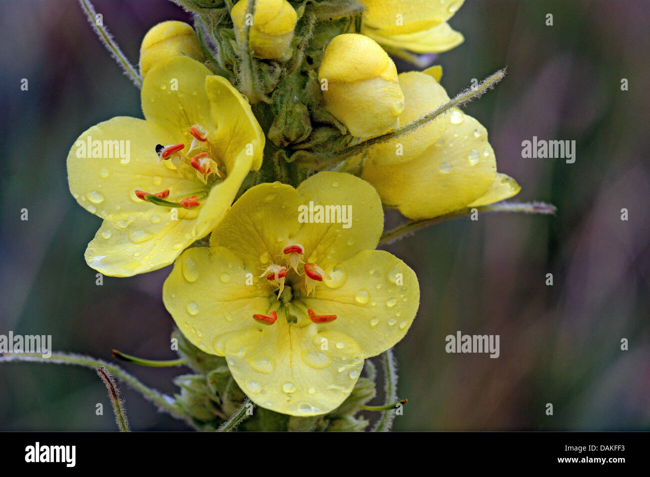 dense-flowered mullein, dense mullein (Verbascum densiflorum), flowers ...