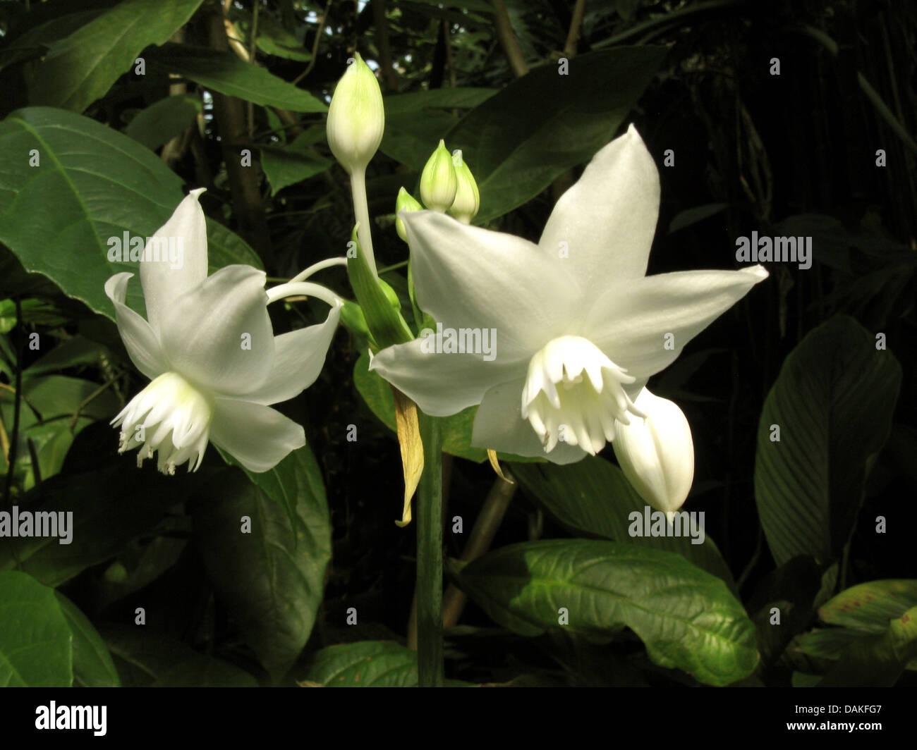 Amazon lily (Eucharis amazonica), blooming Stock Photo - Alamy