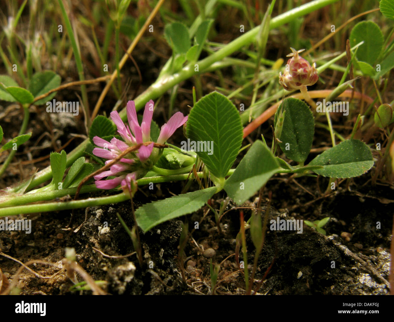 Persian clover, Shaftal (Trifolium resupinatum), blooming, wild form ...