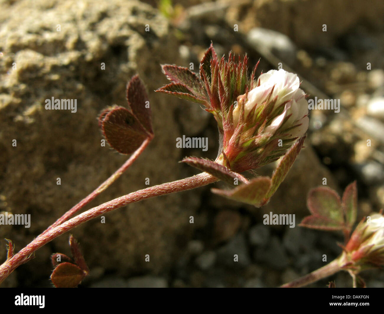 rough clover (Trifolium scabrum), blooming, Greece, Peloponnese Stock ...