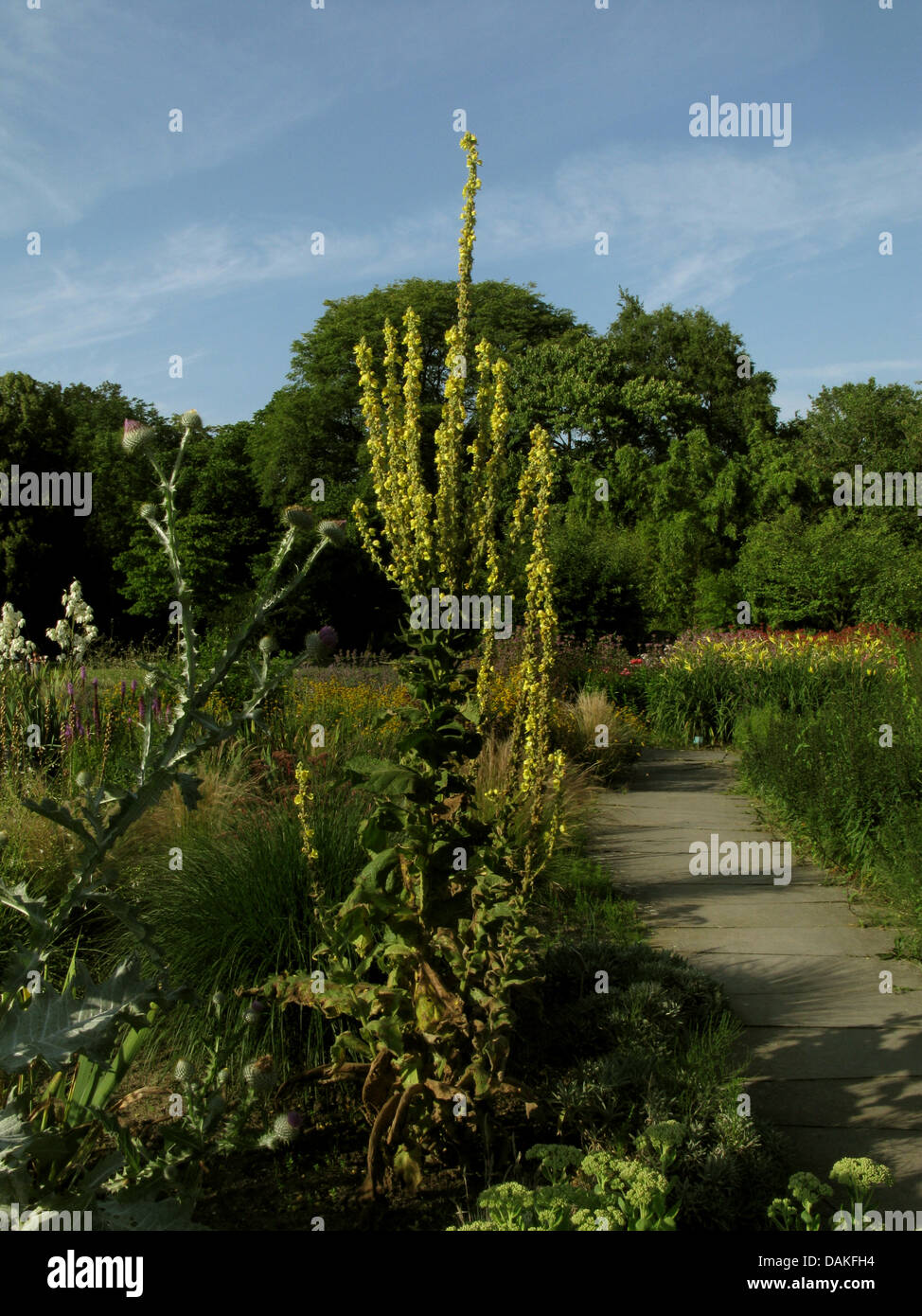 clasping-leaf mullein (Verbascum phlomoides), blooing in a flowerbed ...