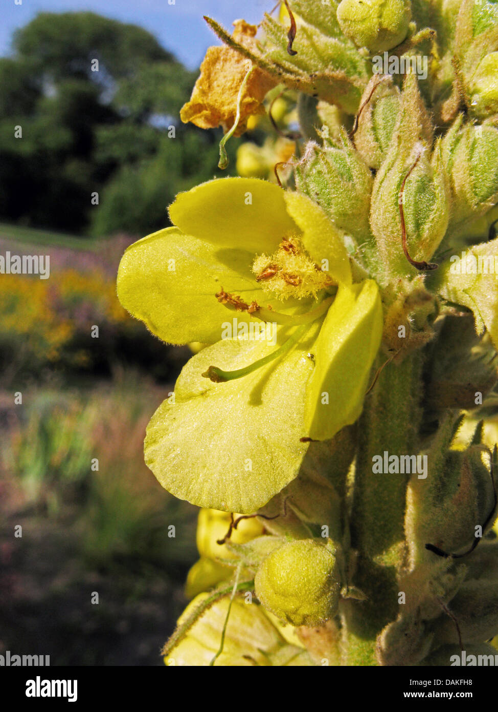clasping-leaf mullein (Verbascum phlomoides), flower, Germany Stock ...