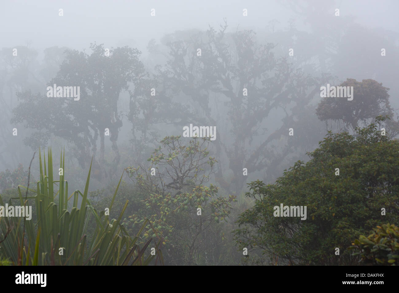 Trees and vegetation in the lush, misty cloud forest in Enga Province ...