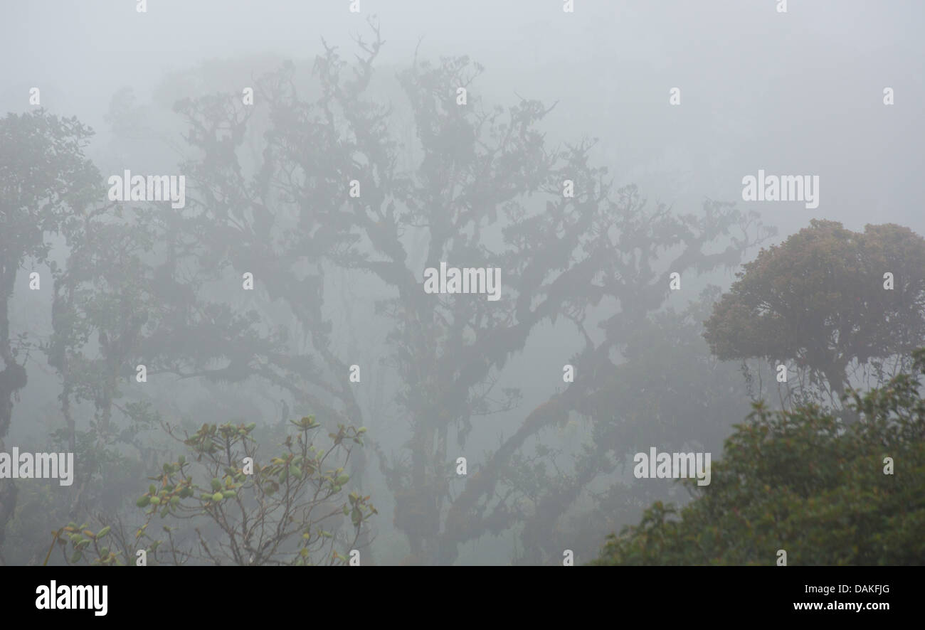 Trees and vegetation in the lush, misty cloud forest in Enga Province ...