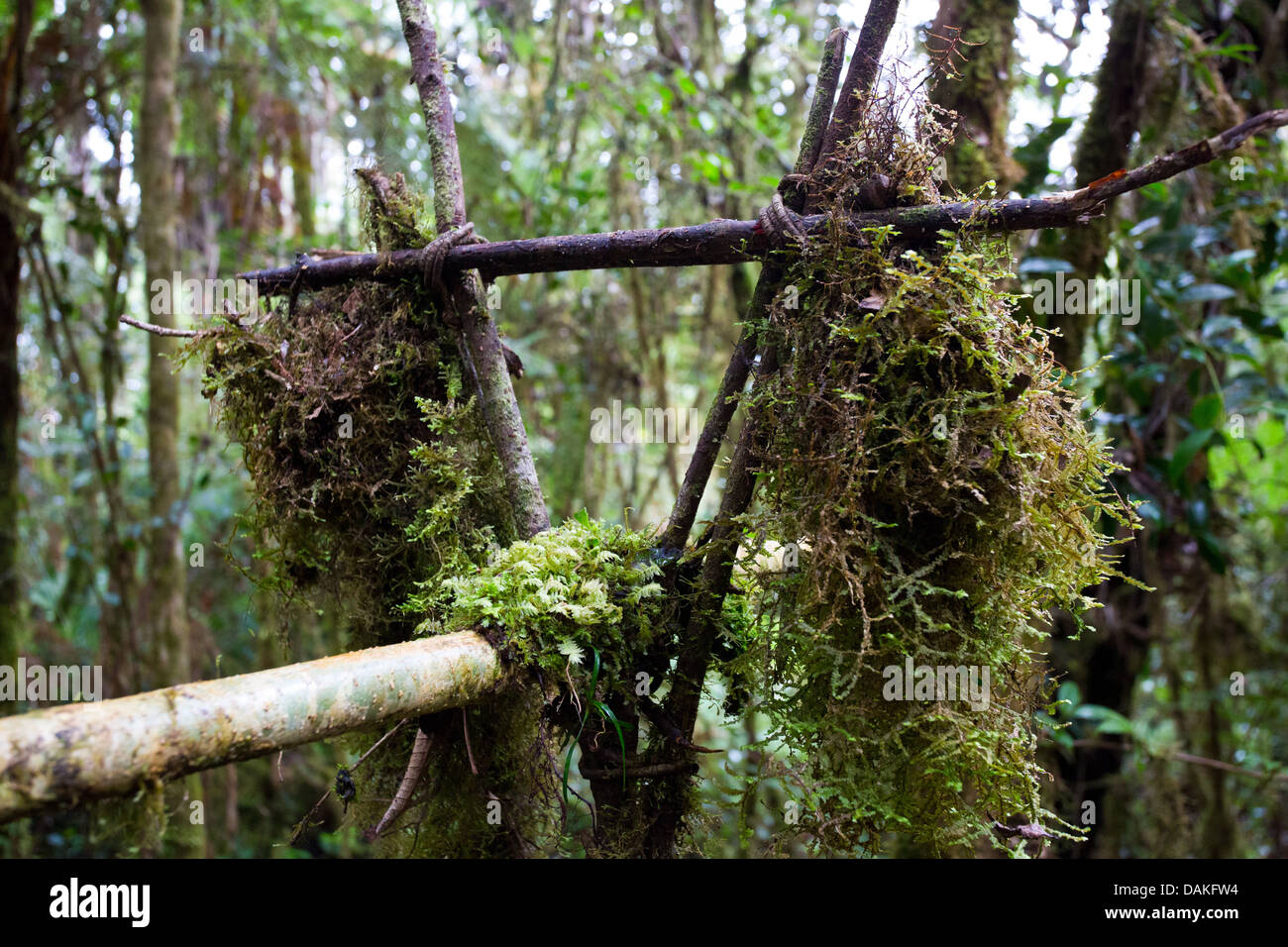 A trap set to catch cuscus in montane forest, Enga Province, Papua New ...