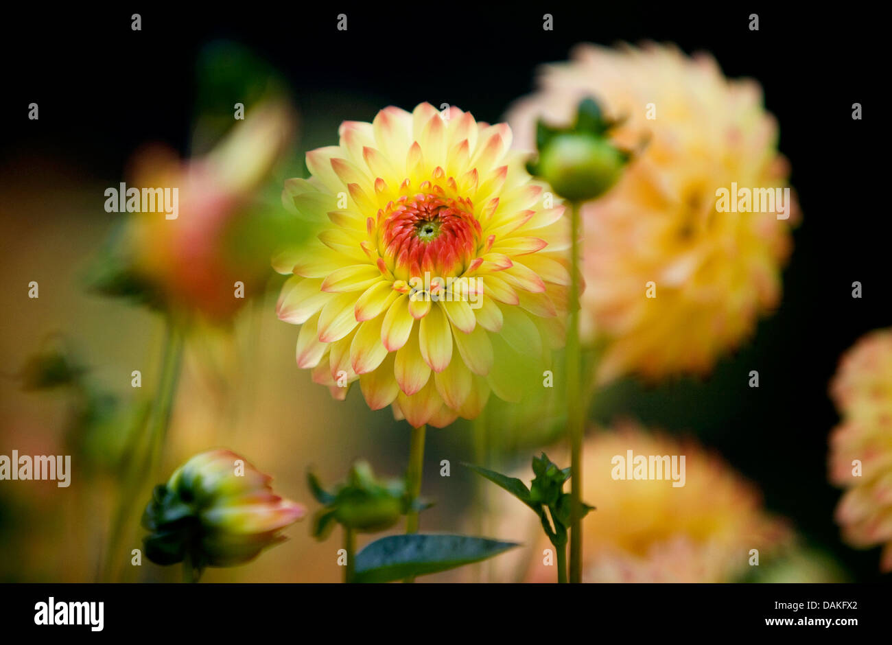 georgina (Dahlia 'Gazami', Dahlia Gazami), cultivar Gazami Stock Photo ...