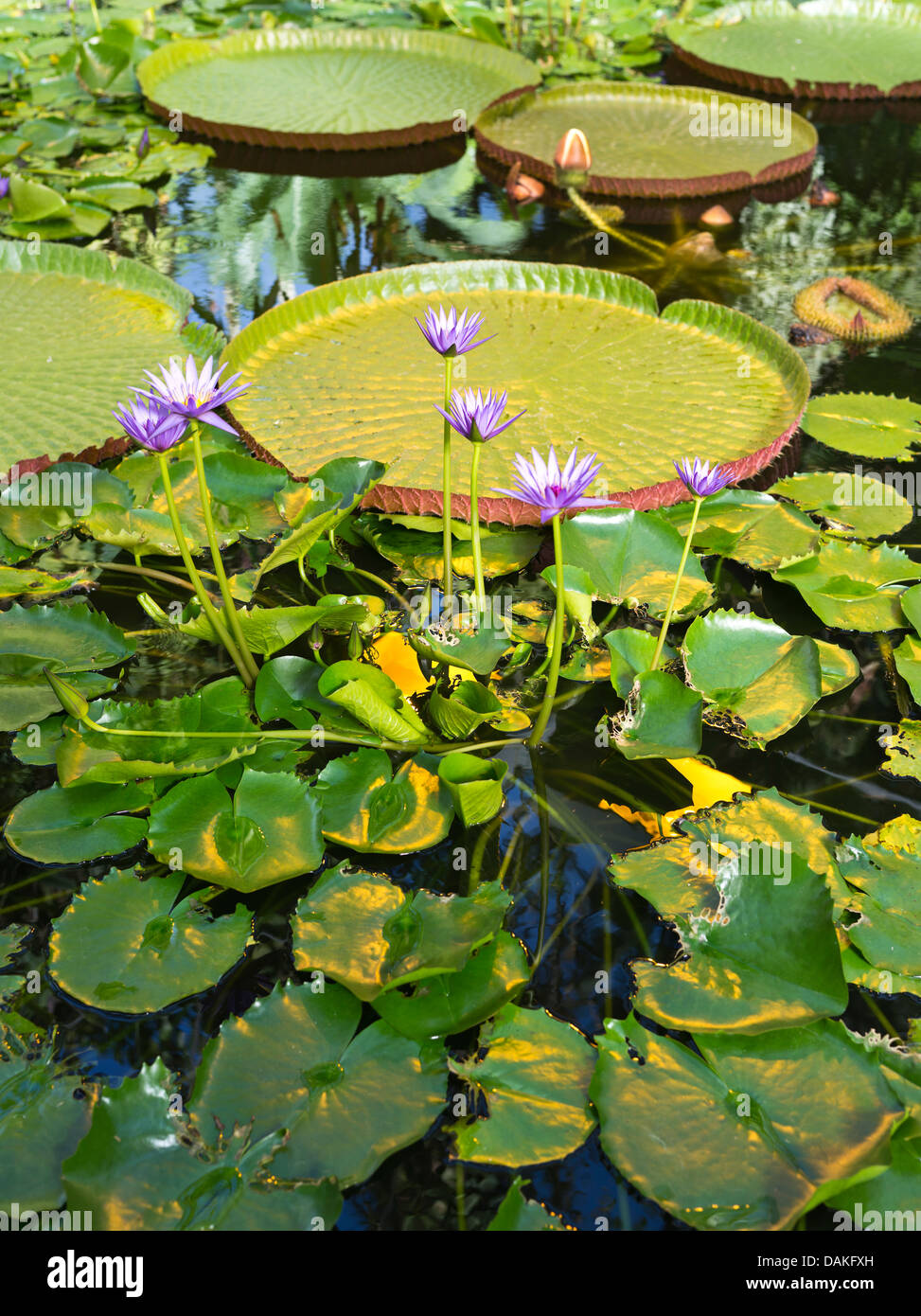 dh Victoria amazonica LILIES FLOWERS NEW ZEALAND NZ Giant Water Lily ...