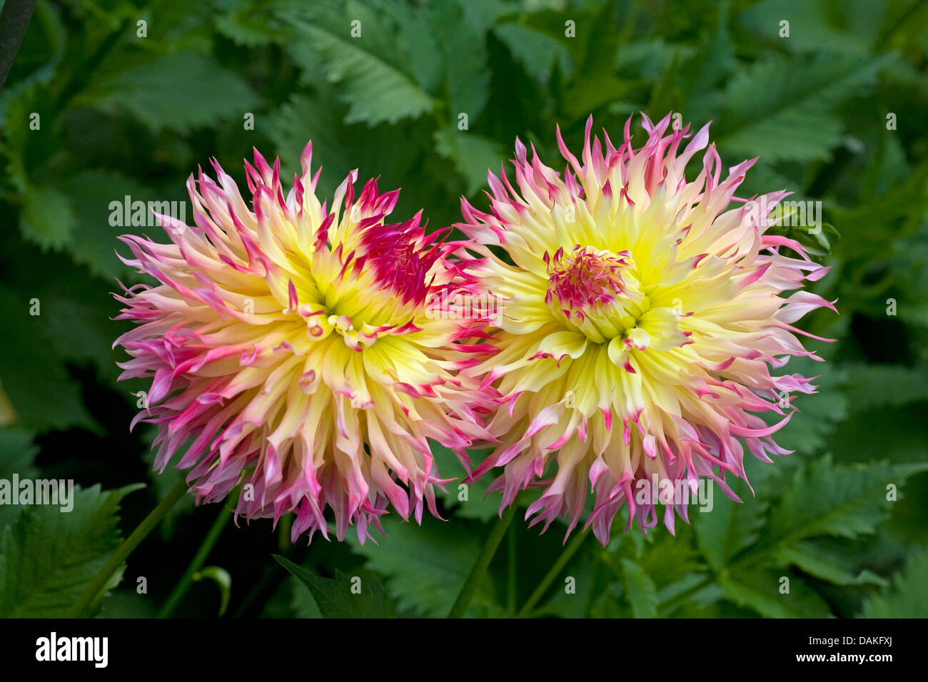 georgina (Dahlia 'Hapet Perfekt', Dahlia Hapet Perfekt), cultivar Hapet ...