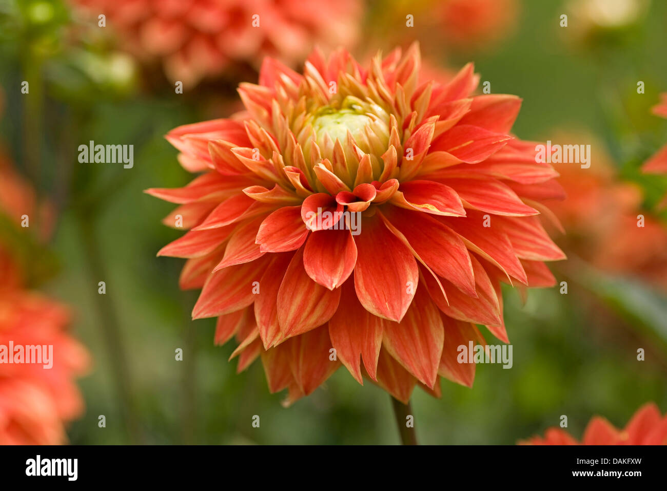 georgina (Dahlia 'Hapet Belladonna', Dahlia Hapet Belladonna), cultivar ...