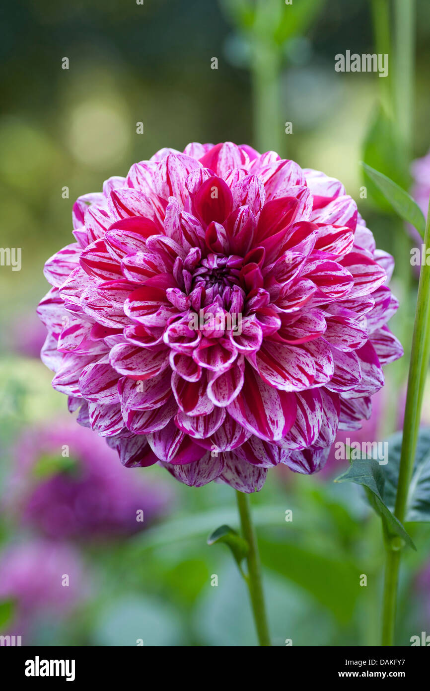 Dahlia hapet hi-res stock photography and images - Alamy