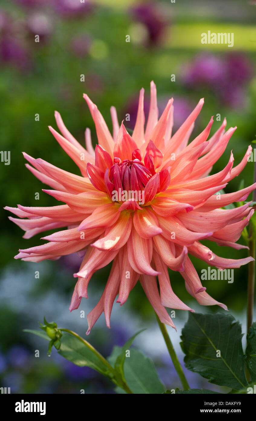 Georgina dahlia hapet goliath hi-res stock photography and images - Alamy