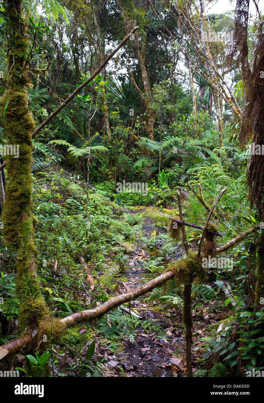 A trap set to catch cuscus in montane forest, Enga Province, Papua New ...