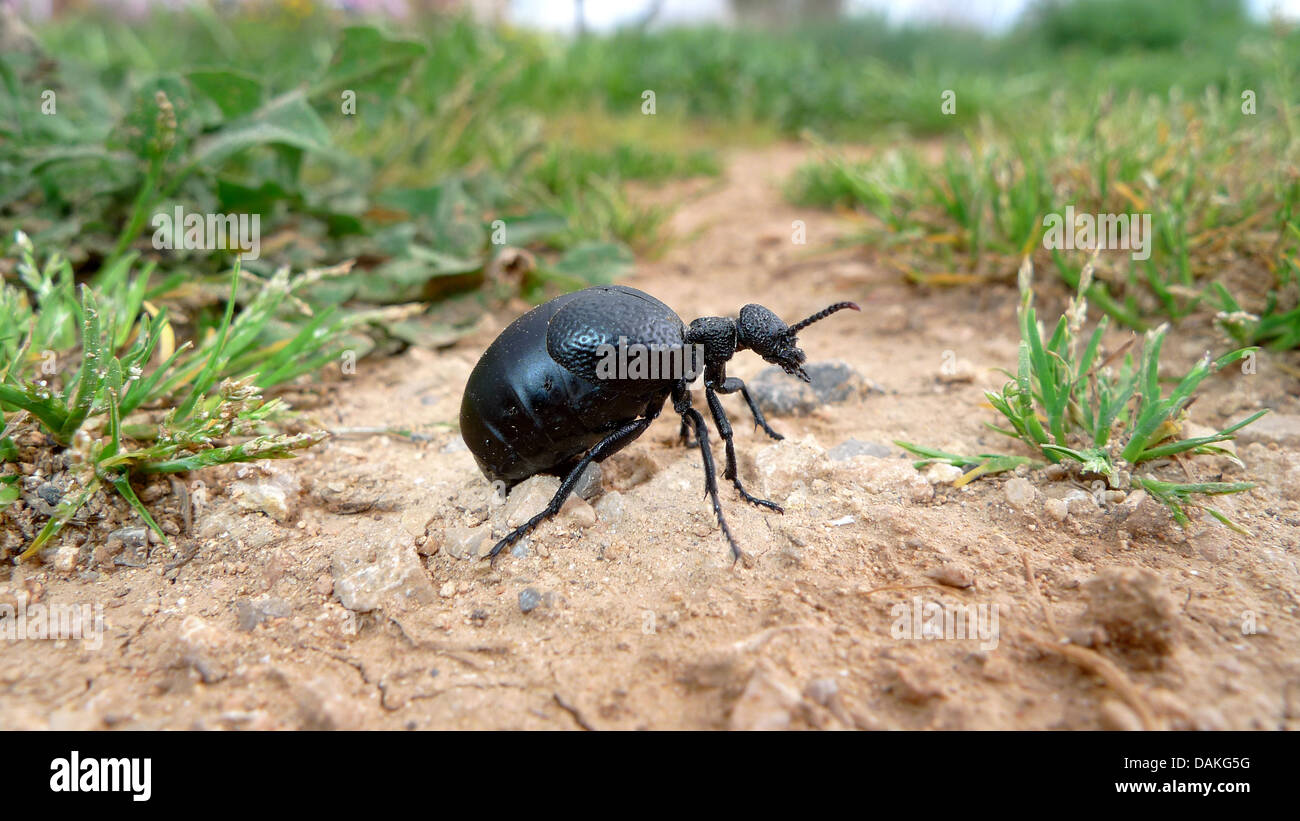 European oil beetle (Meloe proscarabaeus), on the ground, Spain ...