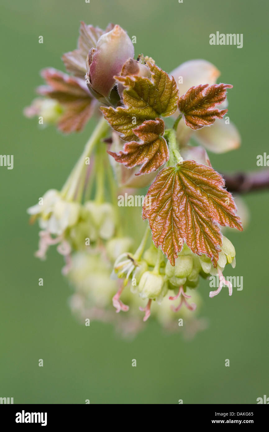 Italian Maple Tree High Resolution Stock Photography and Images - Alamy