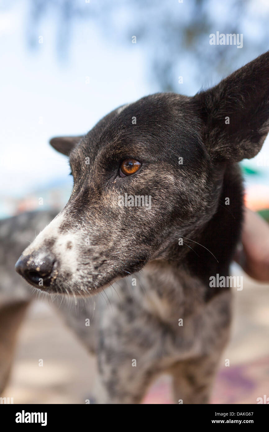 Cambodia dog hi-res stock photography and images - Alamy