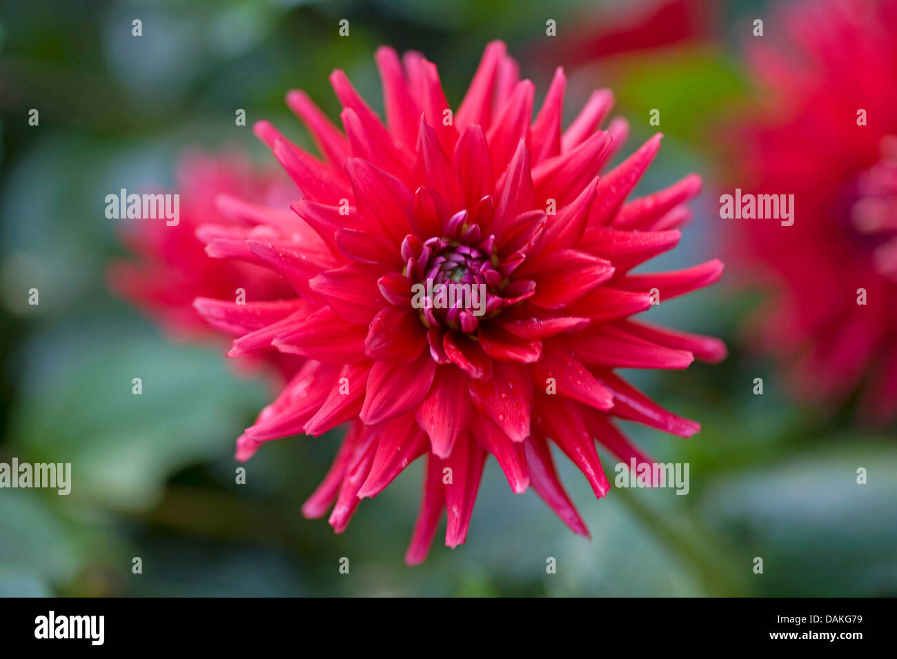 georgina (Dahlia 'Red Pigmy', Dahlia Red Pigmy), cultivar Red Pigmy ...