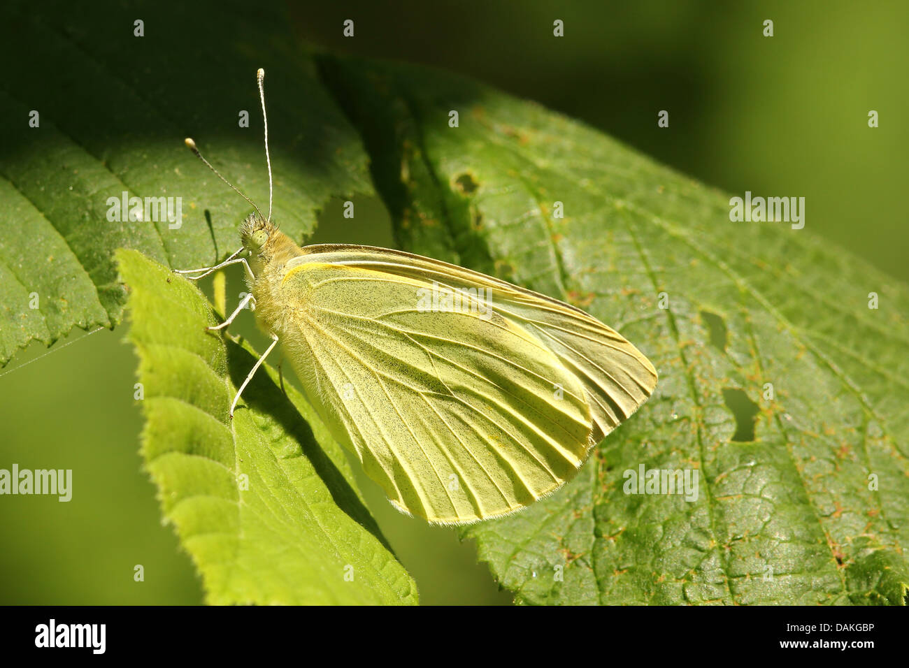 Small White Butterfly Stock Photo - Alamy