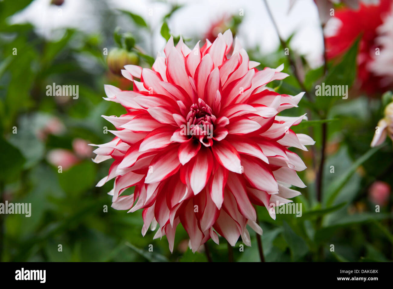 Santa claus dahlia hi-res stock photography and images - Alamy