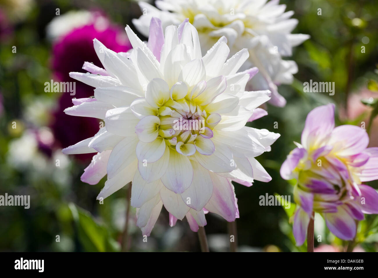 georgina (Dahlia 'Victoria Ann', Dahlia Victoria Ann), cultivar ...
