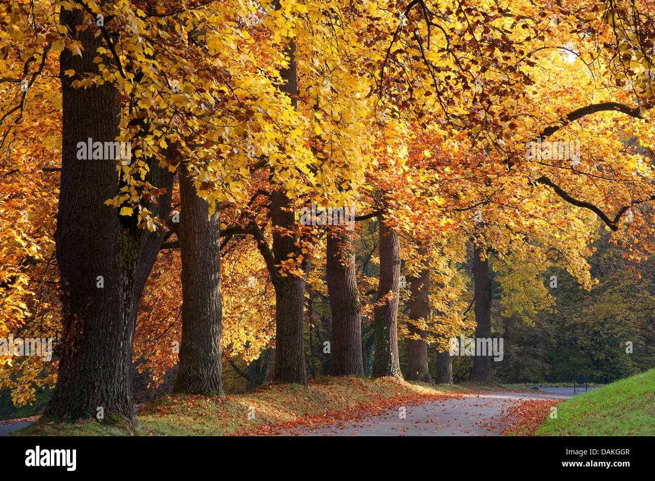 Liriodendron tulipifera hi-res stock photography and images - Alamy