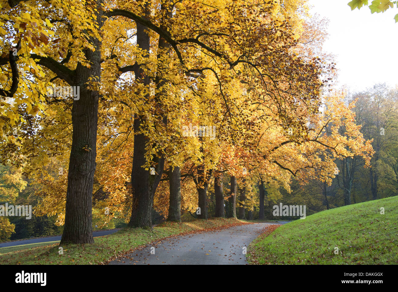 tulip tree (Liriodendron tulipifera), row of tulip trees in autumn ...