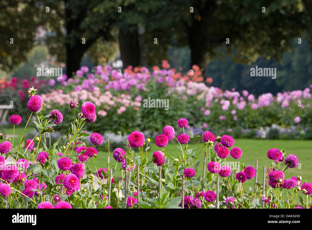 georgina (Dahlia spec.), georgina garden, Germany Stock Photo - Alamy