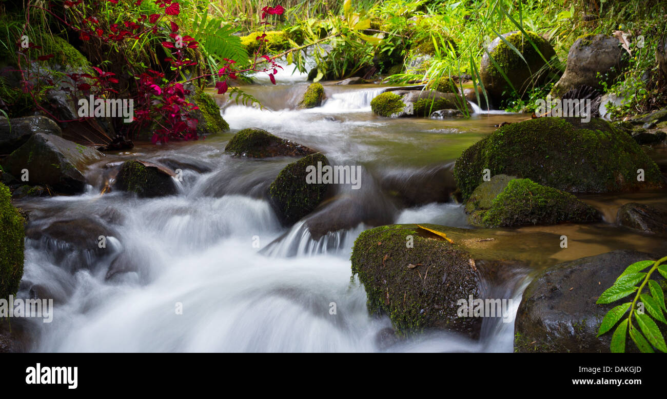 Beautiful flowing stream in temperate rainforest in the Papua New ...