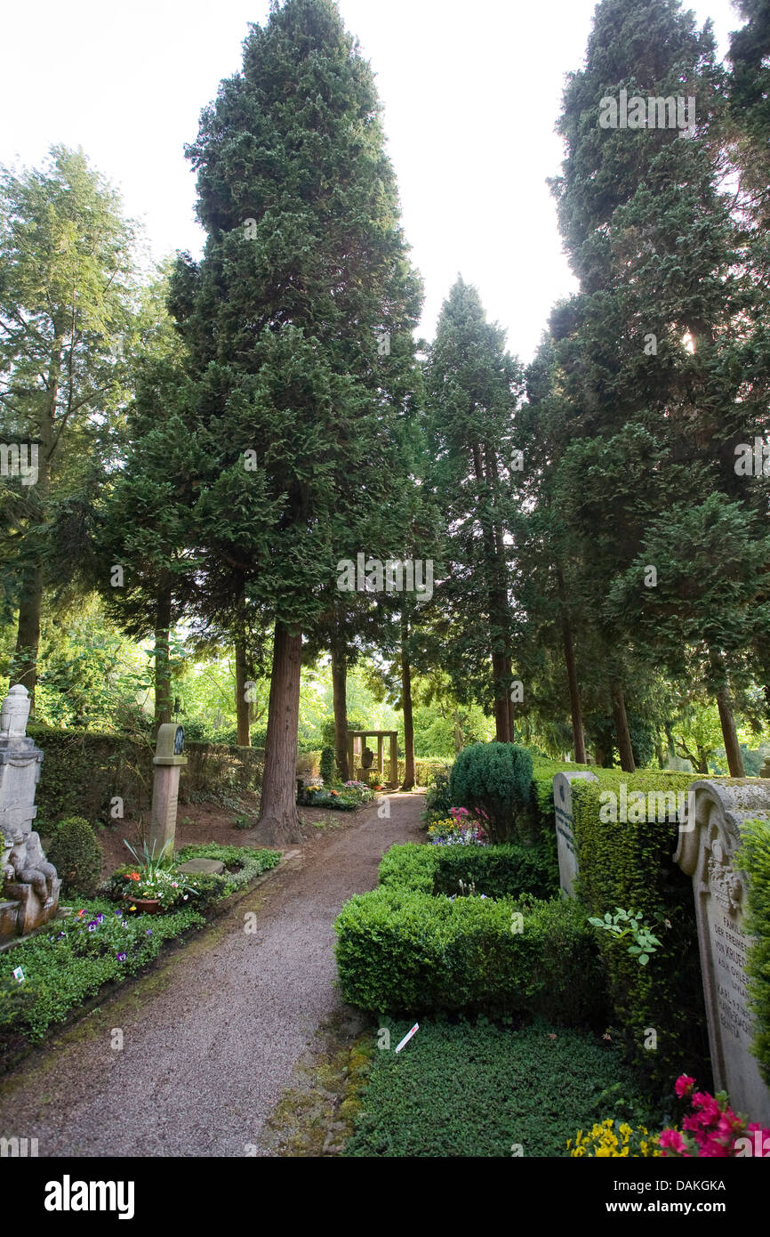 old stock of trees on a cemetery , Germany, Baden-Wuerttemberg, Baden ...
