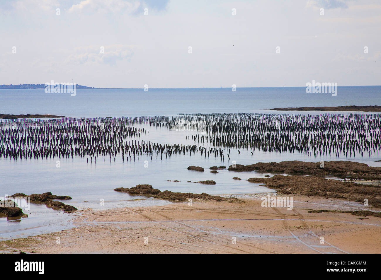 mussel cultivation at the coast, France, Brittany Stock Photo - Alamy