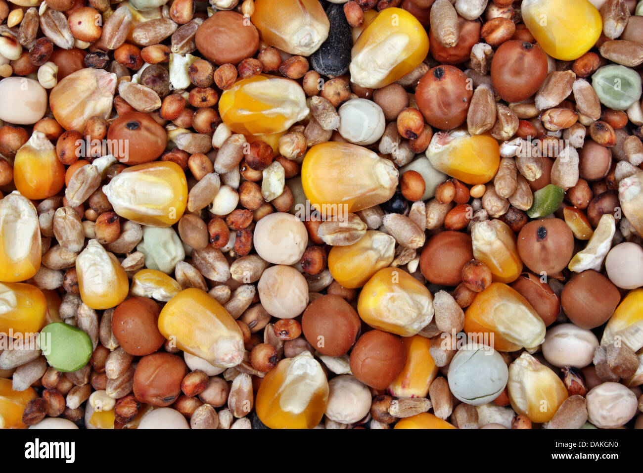 Food for birds Stock Photo - Alamy