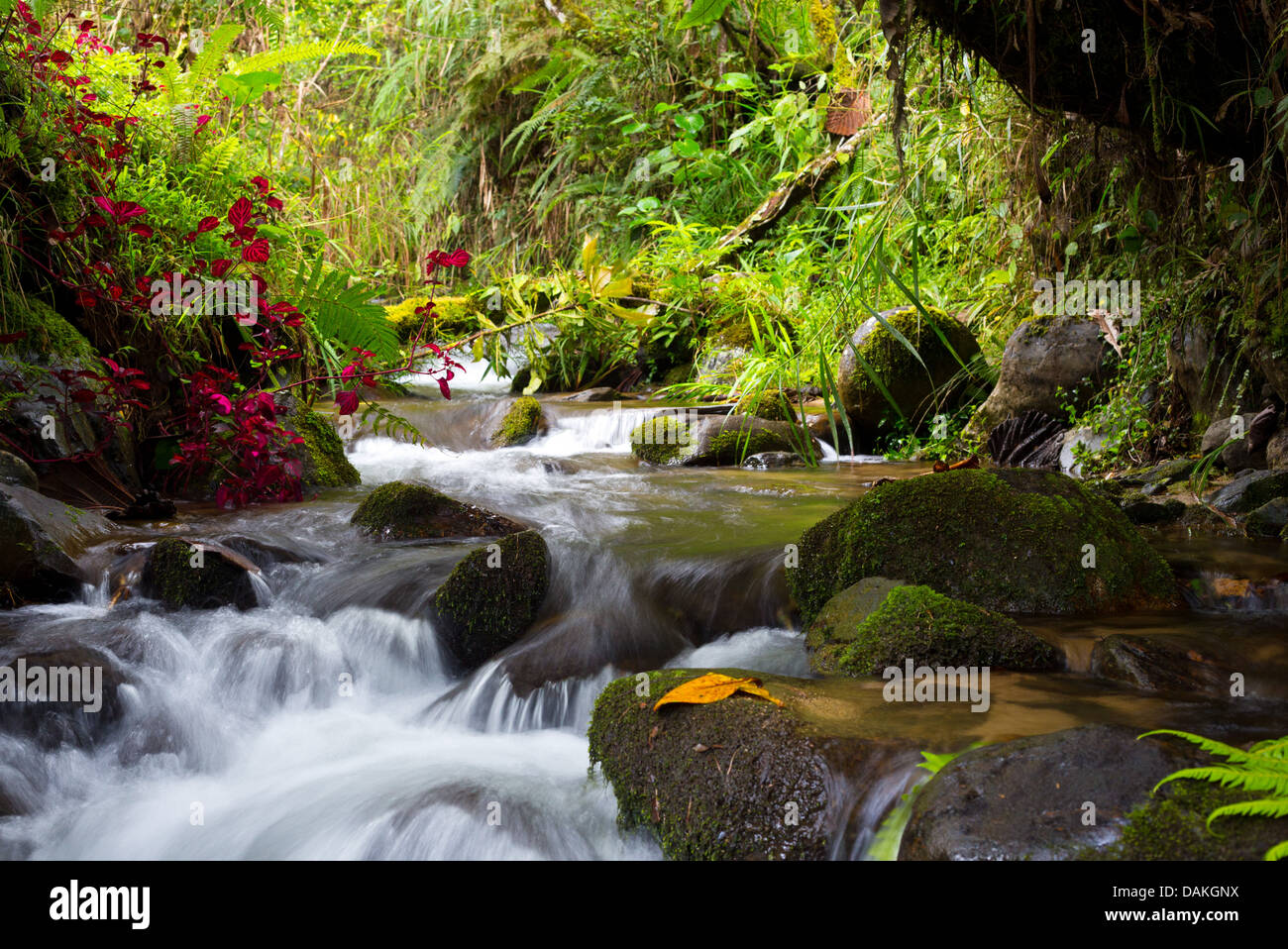 Beautiful flowing stream in temperate rainforest in the Papua New ...
