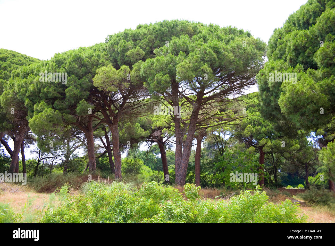 Stone pines umbrella pine trees hi-res stock photography and images - Alamy