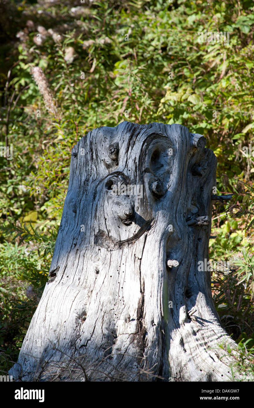 Tree stump carving hi-res stock photography and images - Alamy