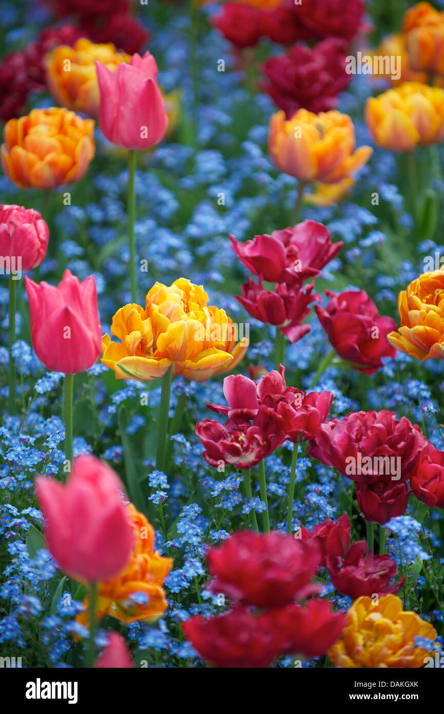 Bright spring flower scene of colorful pink, orange, and magenta tulips ...