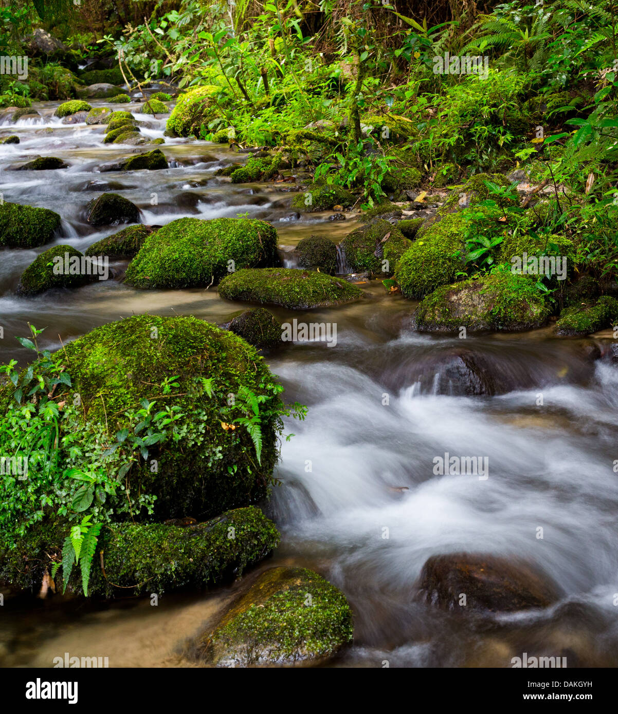 Beautiful flowing stream in temperate rainforest in the Papua New ...