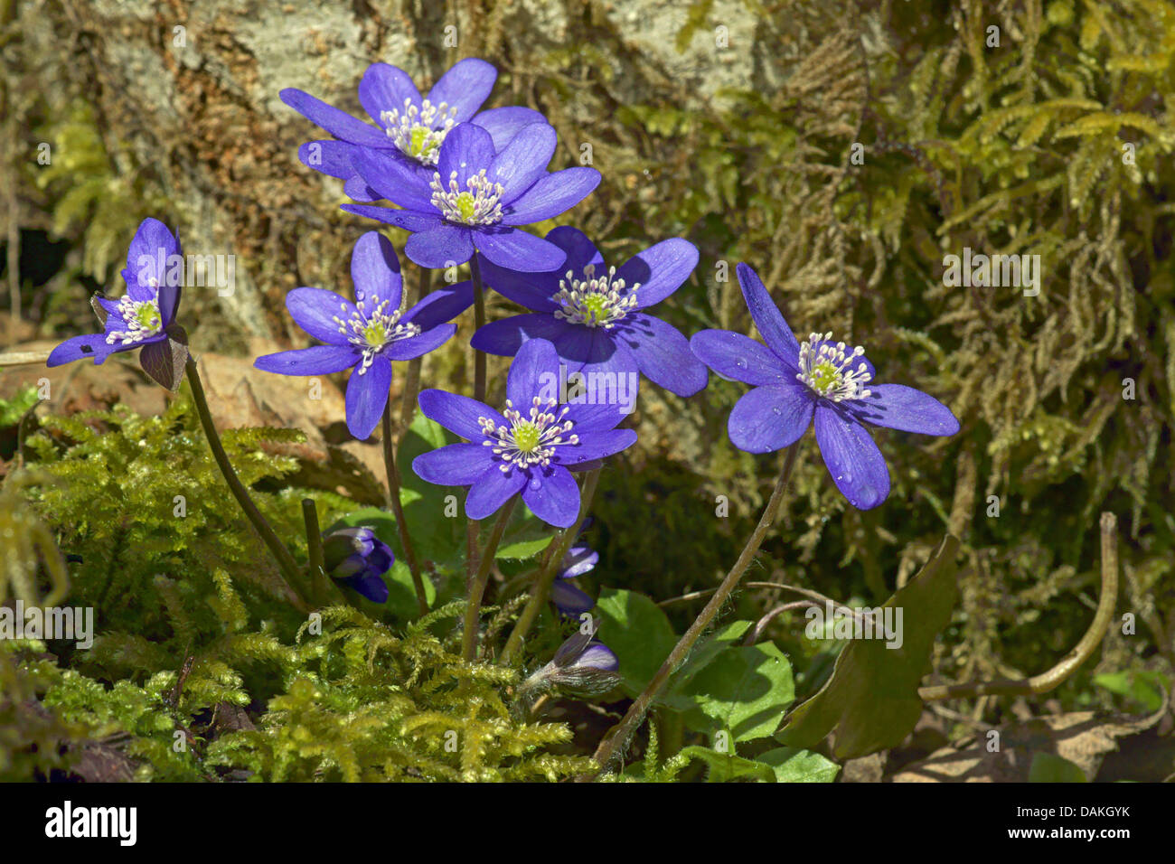hepatica liverleaf, American liverwort (Hepatica nobilis), blooming ...