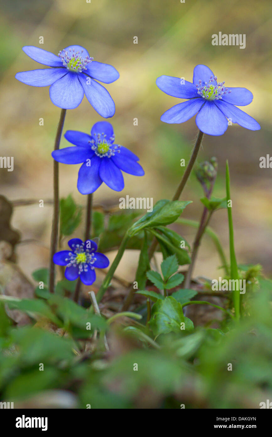 hepatica liverleaf, American liverwort (Hepatica nobilis), blooming ...