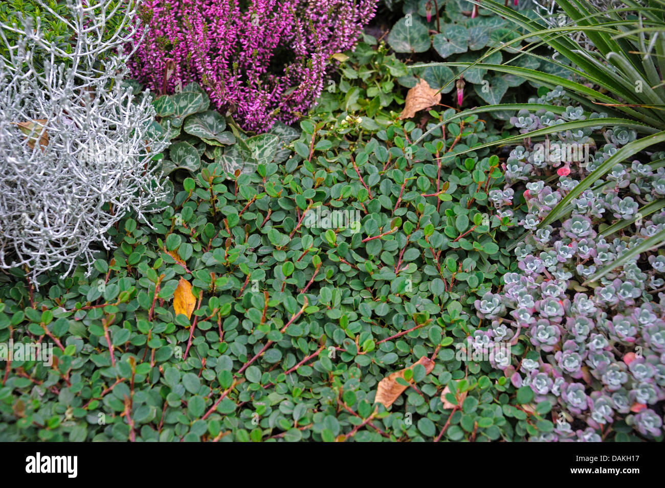 Evergreen cotoneaster hi-res stock photography and images - Alamy