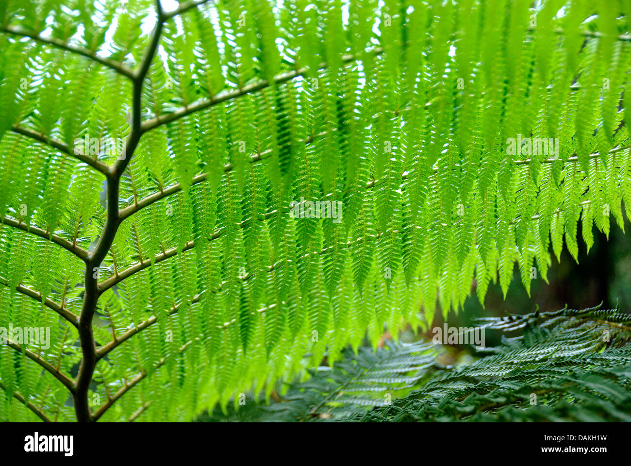 Sphaeropteris hi-res stock photography and images - Alamy