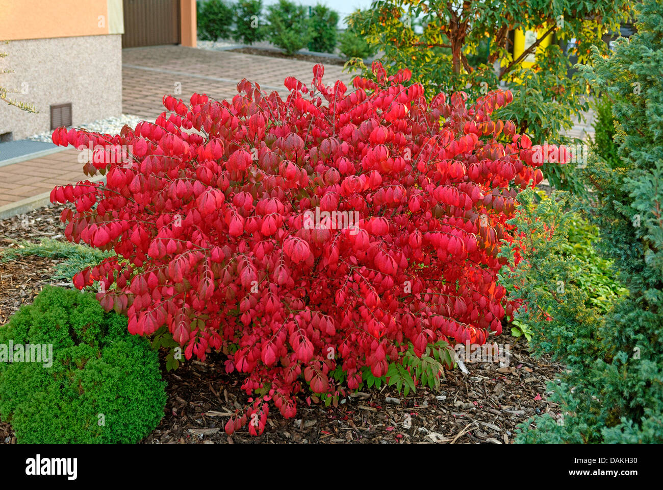 winged burning bush,wahoo, winged euonymus, winged spindle-tree ...