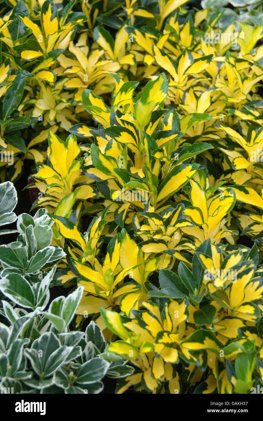 Japanese Euonymus (Euonymus japonicus 'Extase', Euonymus japonicus ...