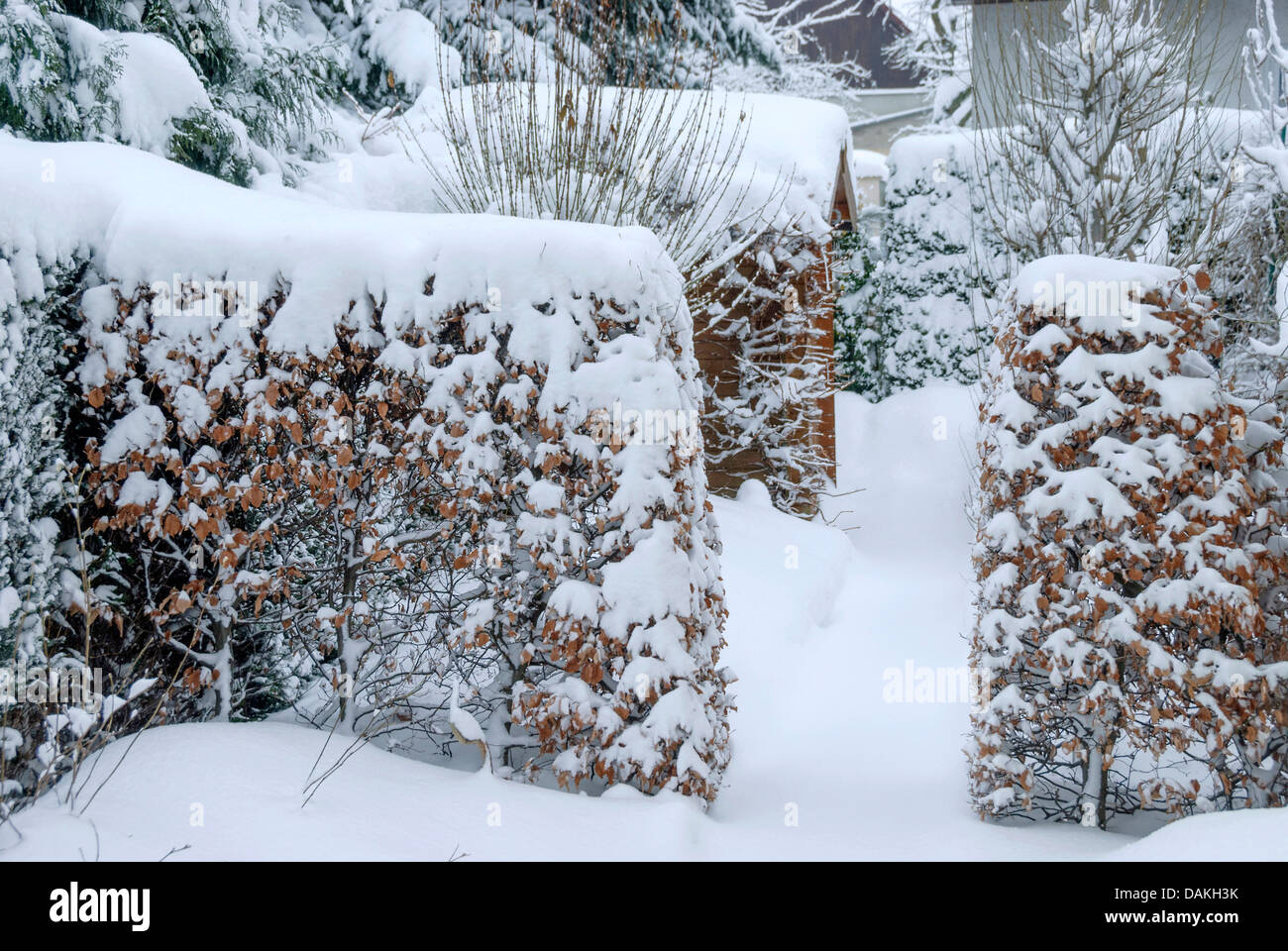 common beech (Fagus sylvatica), snow-covered beech hedge, Germany ...