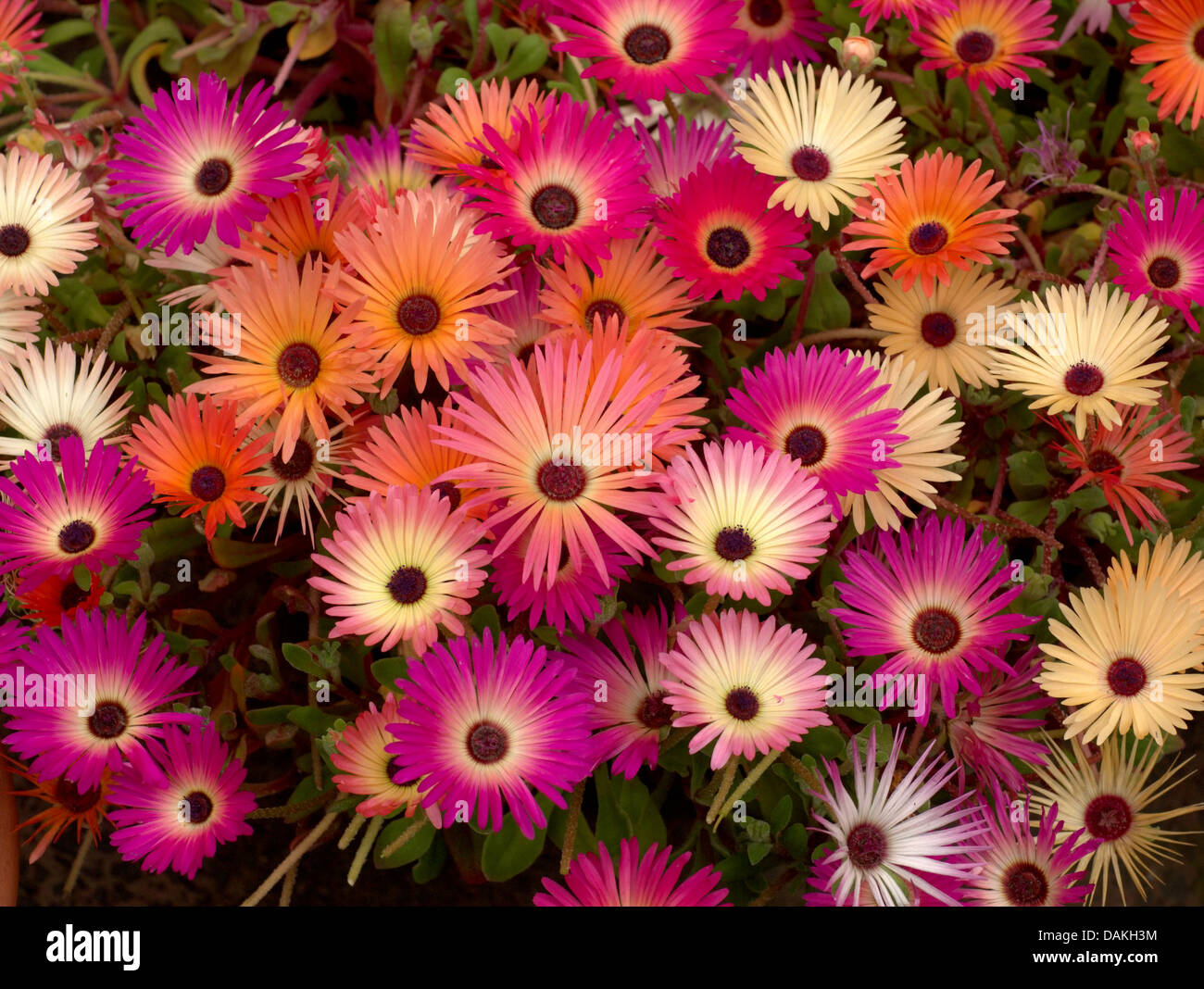 Mesembryanthemum mixed hi-res stock photography and images - Alamy