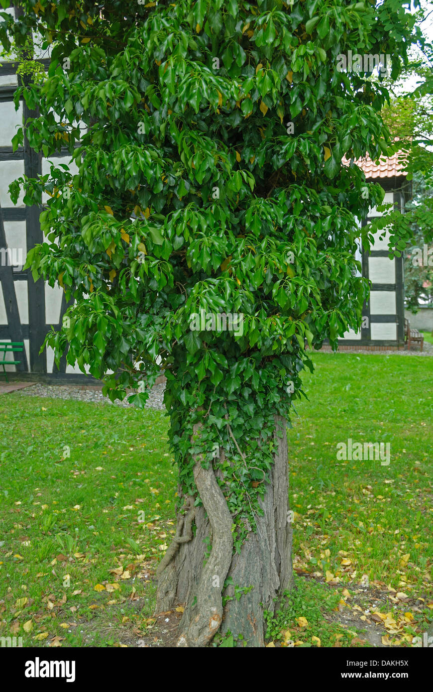 English ivy, common ivy (Hedera helix), climbing up a tree trunk ...