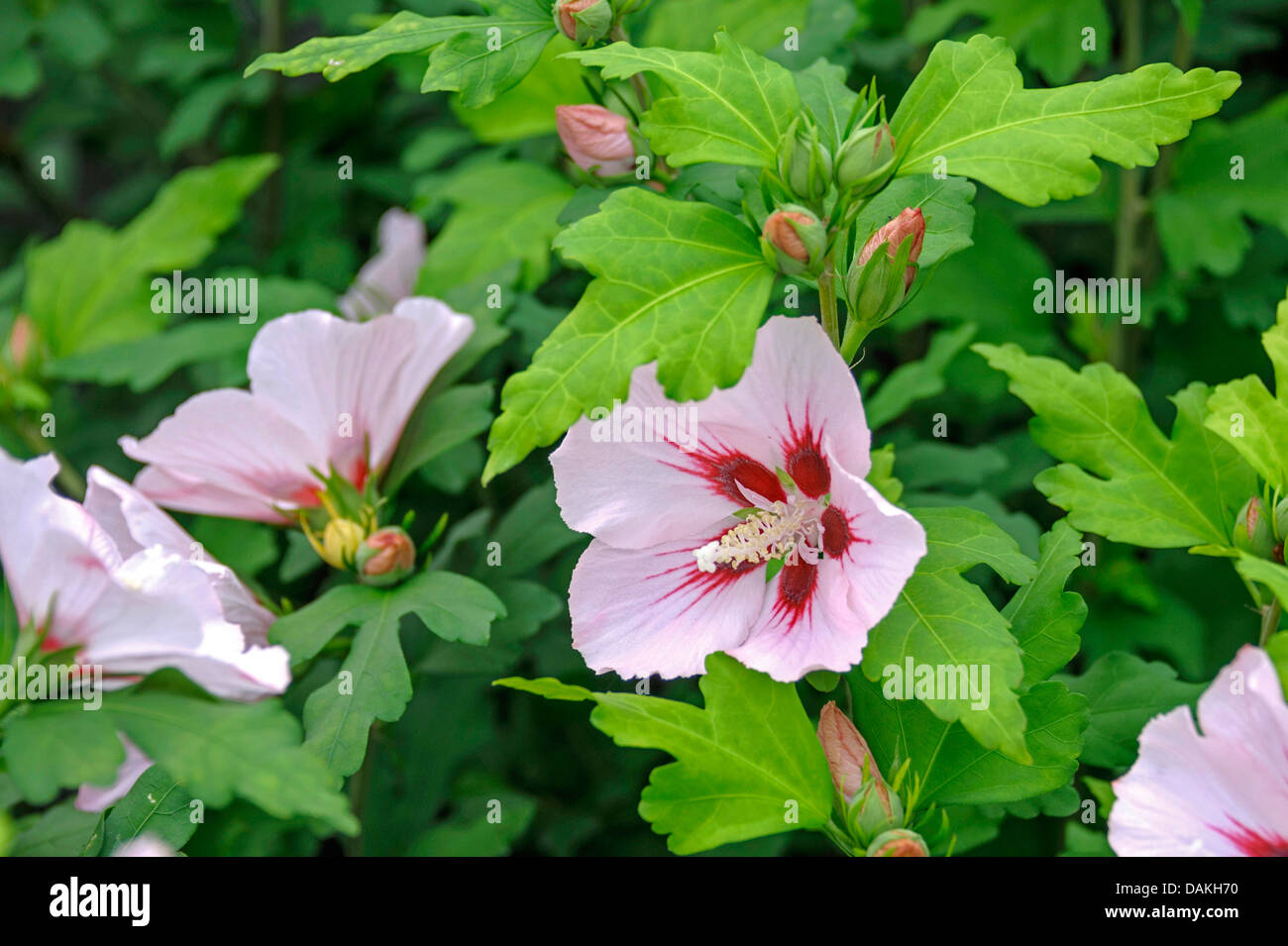 shrubby althaea, rose-of-Sharon (Hibiscus syriacus 'Hamabo', Hibiscus ...
